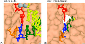 5.6: Structure and mechanism of DNA damage bypass polymerases | GlobalSpec