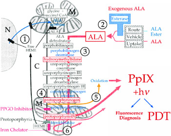 2.6: Mechanisms of ALA-based PDT | Engineering360