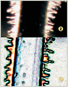 E: Edges Fade Command | GlobalSpec