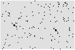 EXERCISE 2. INTRODUCTION TO THE MICROSCOPE AND COMPARISON OF SIZES AND ...